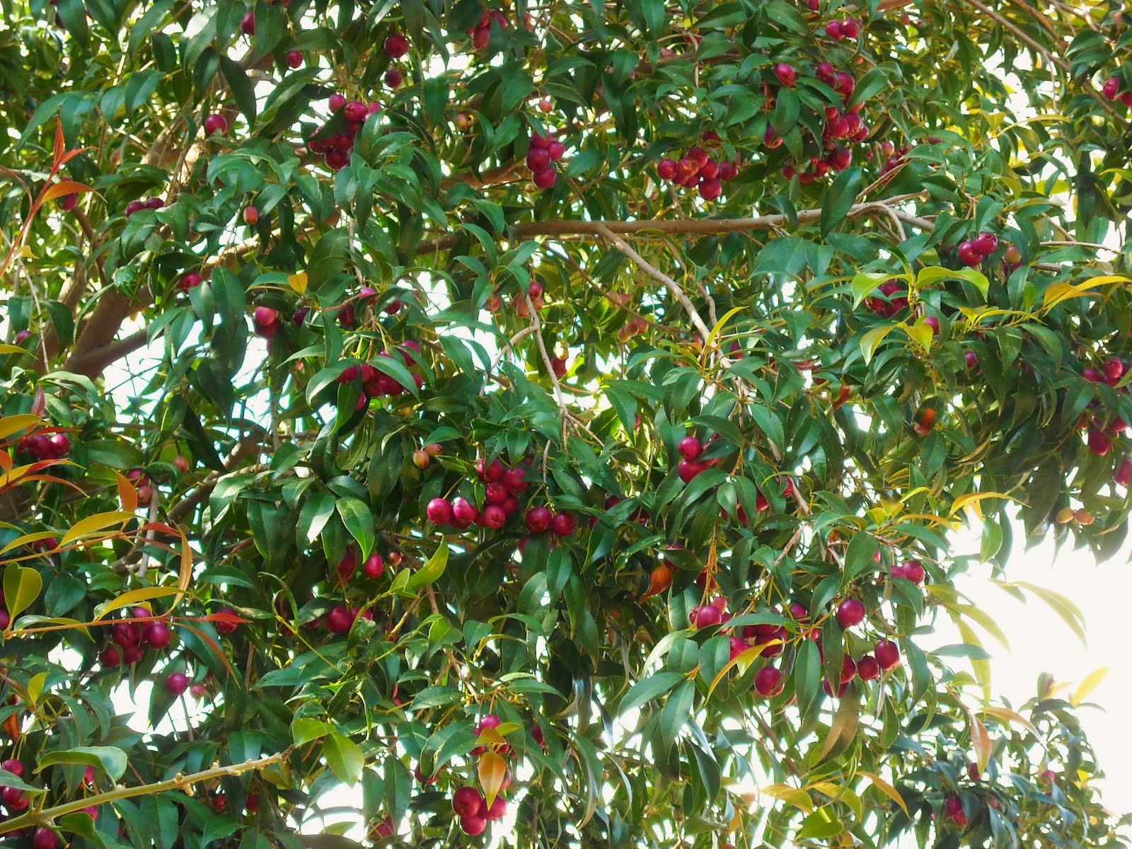 Eugenia myrtifolia, questa sconosciuta!