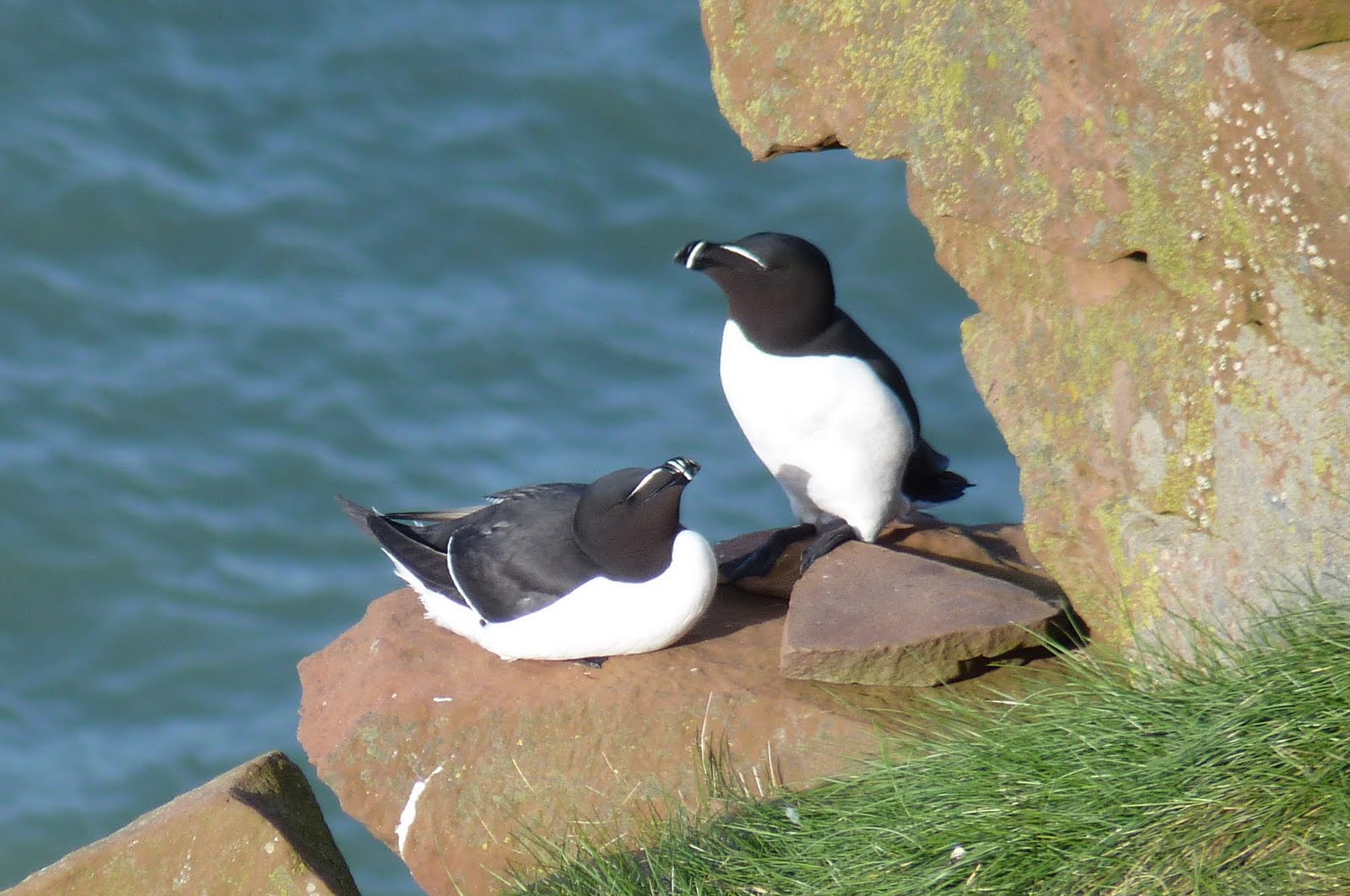 Maalie's Bird of the Day: 38. Razorbill