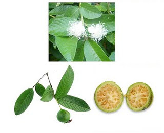 Welcome to...Philippine Naturals, Etc!: Bayabas (Guava) Herbal Products