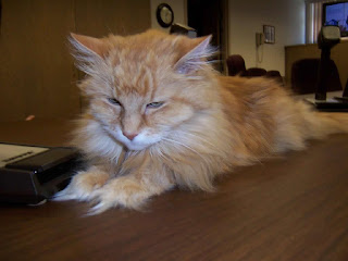 Ask Marie: Aging cat has a needy, constant whine – Orange County Register