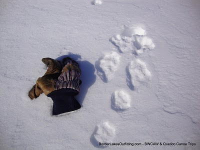 Boundary Waters Blogger: Canadian Lynx Tracks