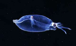 SaY wHat ?!: Deep Sea Creatures