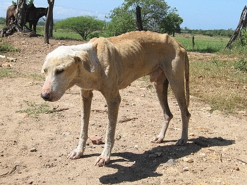 A perro flaco... | Almas Sevillistas