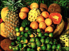 Amazônia: Caldeirão da Biodiversidade