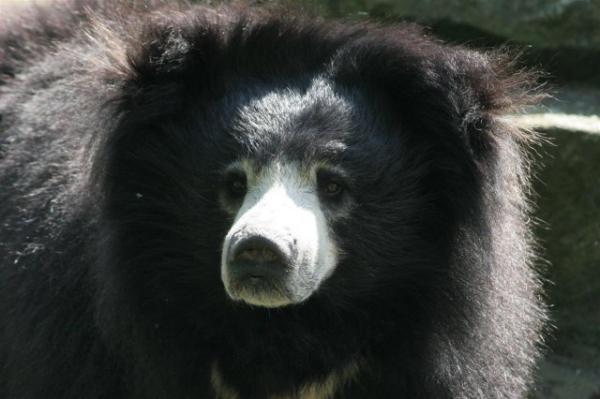 ANIMALES EXTRAÑOS Y CURIOSIDADES ANIMALES: OSO BEZUDO (MELURSUS URSINUS)