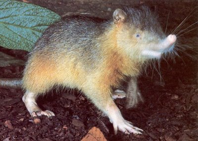 ANIMALES EXTRAÑOS Y CURIOSIDADES ANIMALES: ALMIQUI (SOLENODON CUBANUS)