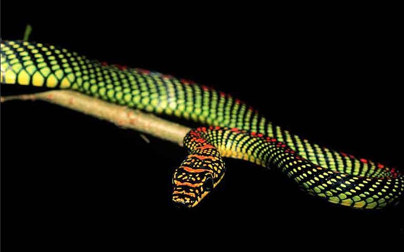 ANIMALES EXTRAÑOS Y CURIOSIDADES ANIMALES: SERPIENTE VOLADORA ...