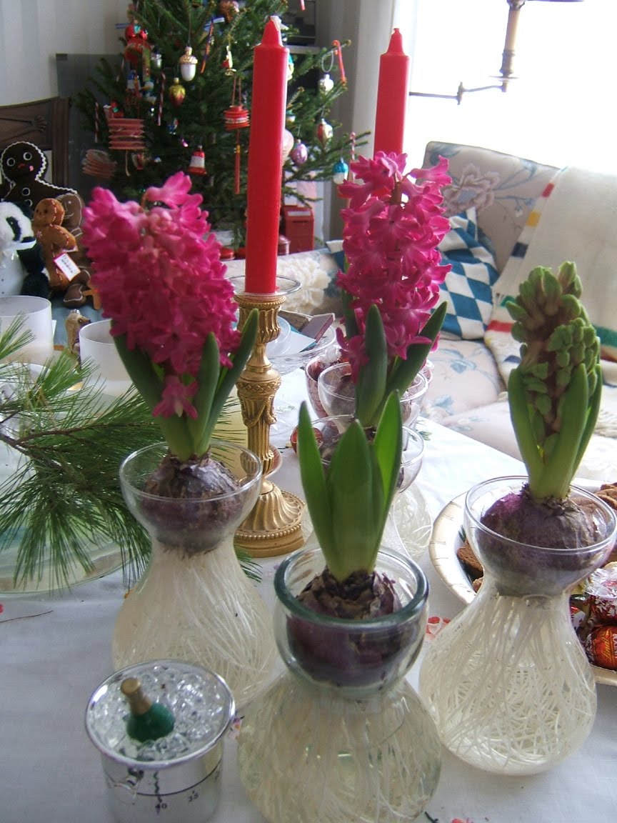 Square With Flair: Horticultural Hyacinths in Your Winter Garden