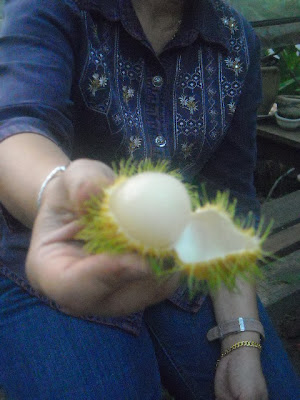 TICO BERRIES! | In Purple & Reverie...