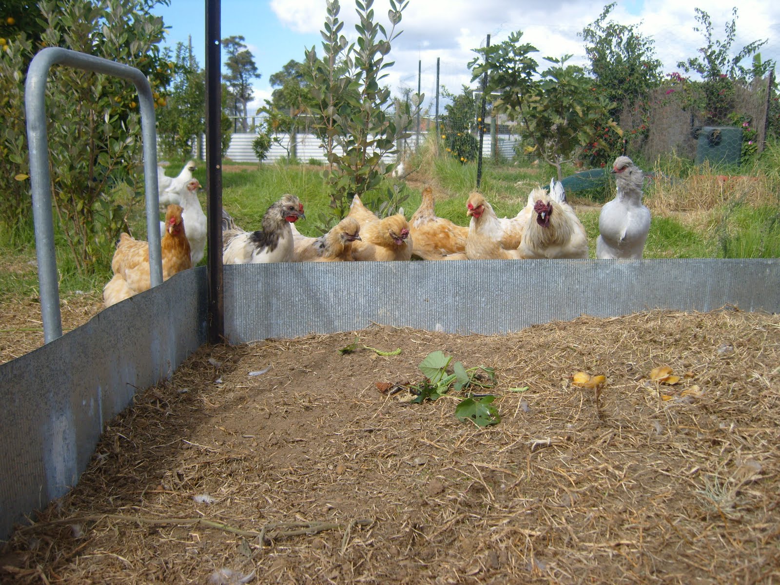 Barb'sBackyard: Free Chook Food.