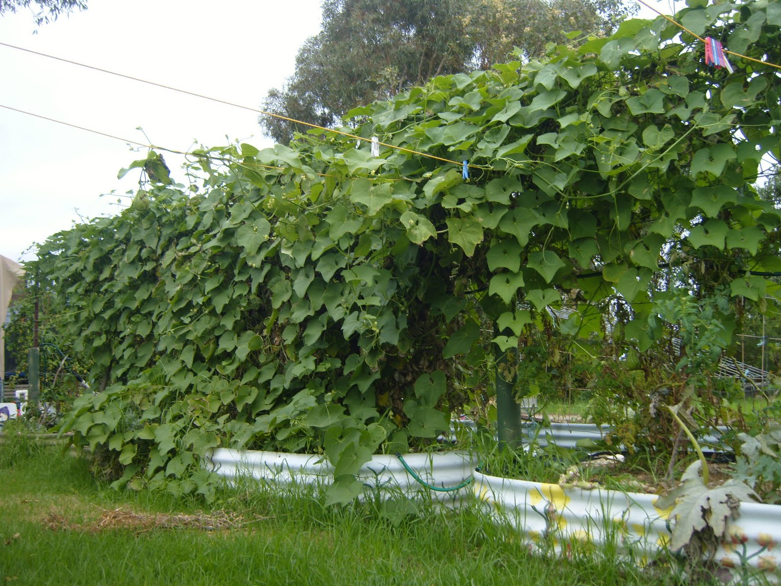Barb'sBackyard: Chokos and Eggplant.