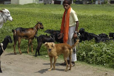 Origin of "Dhangar" | Vivaan