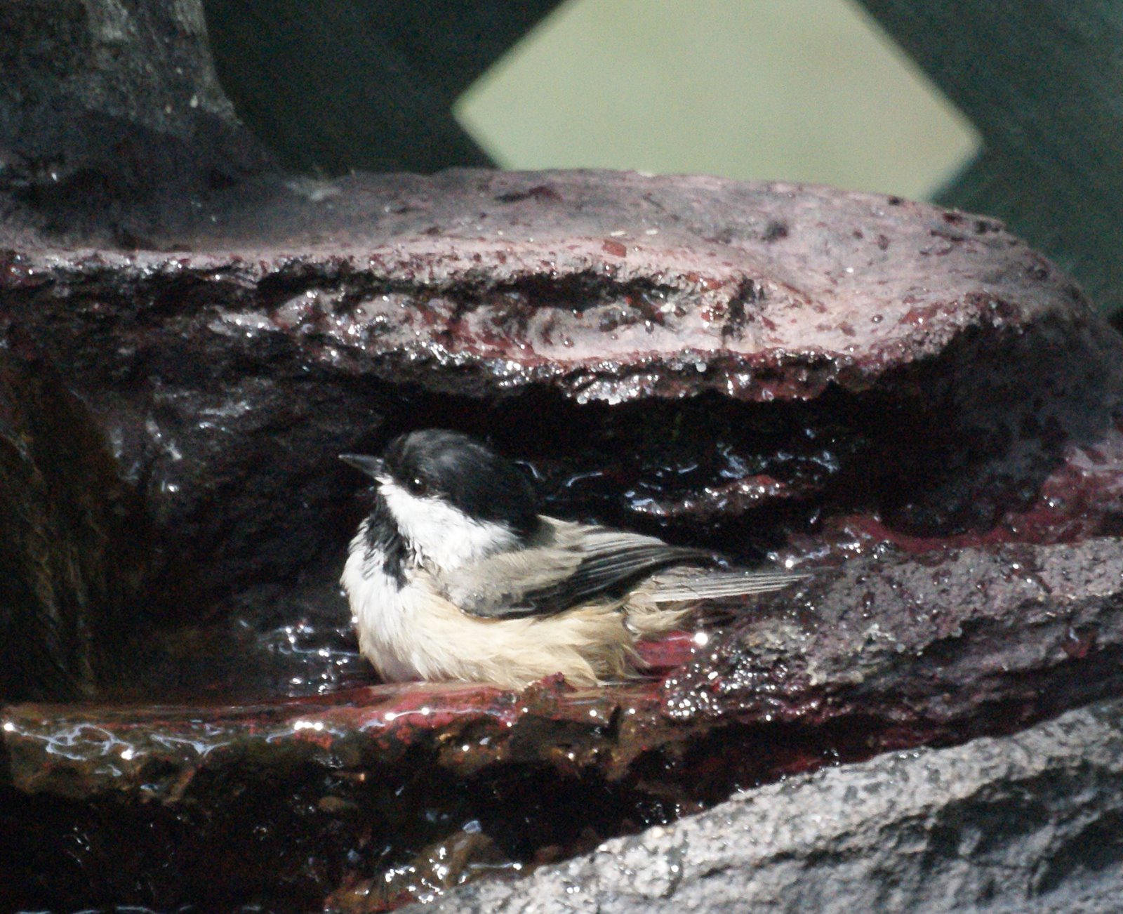 Bathing Beauties: Chickadee, Nuthatch, Titmouse- New Jersey Bird Photos