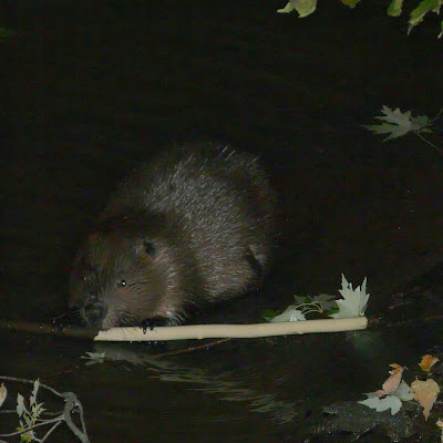 Beaver again- New Jersey Bird Photos