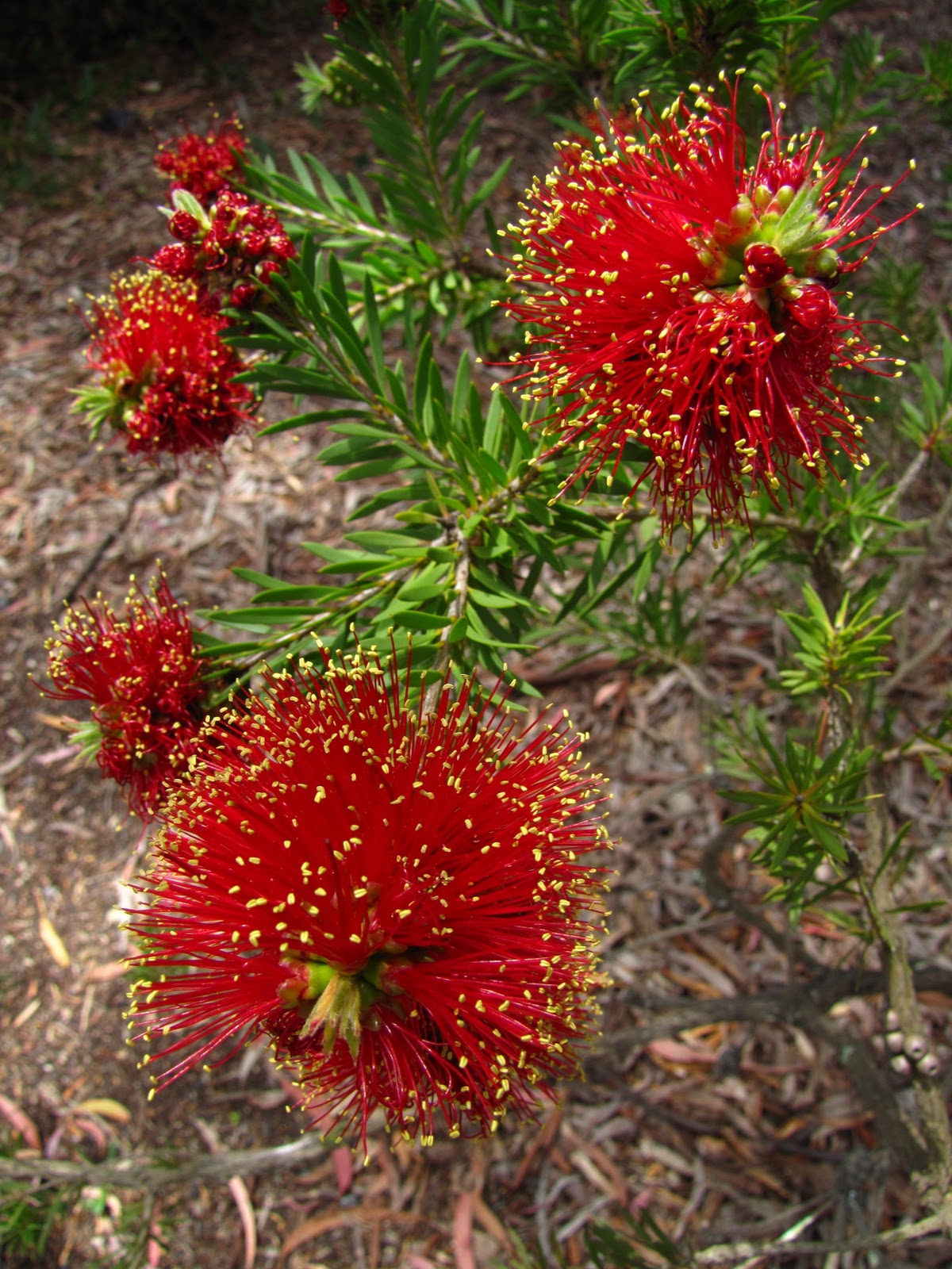 Brisbane Adventures: Colourful Callistemon