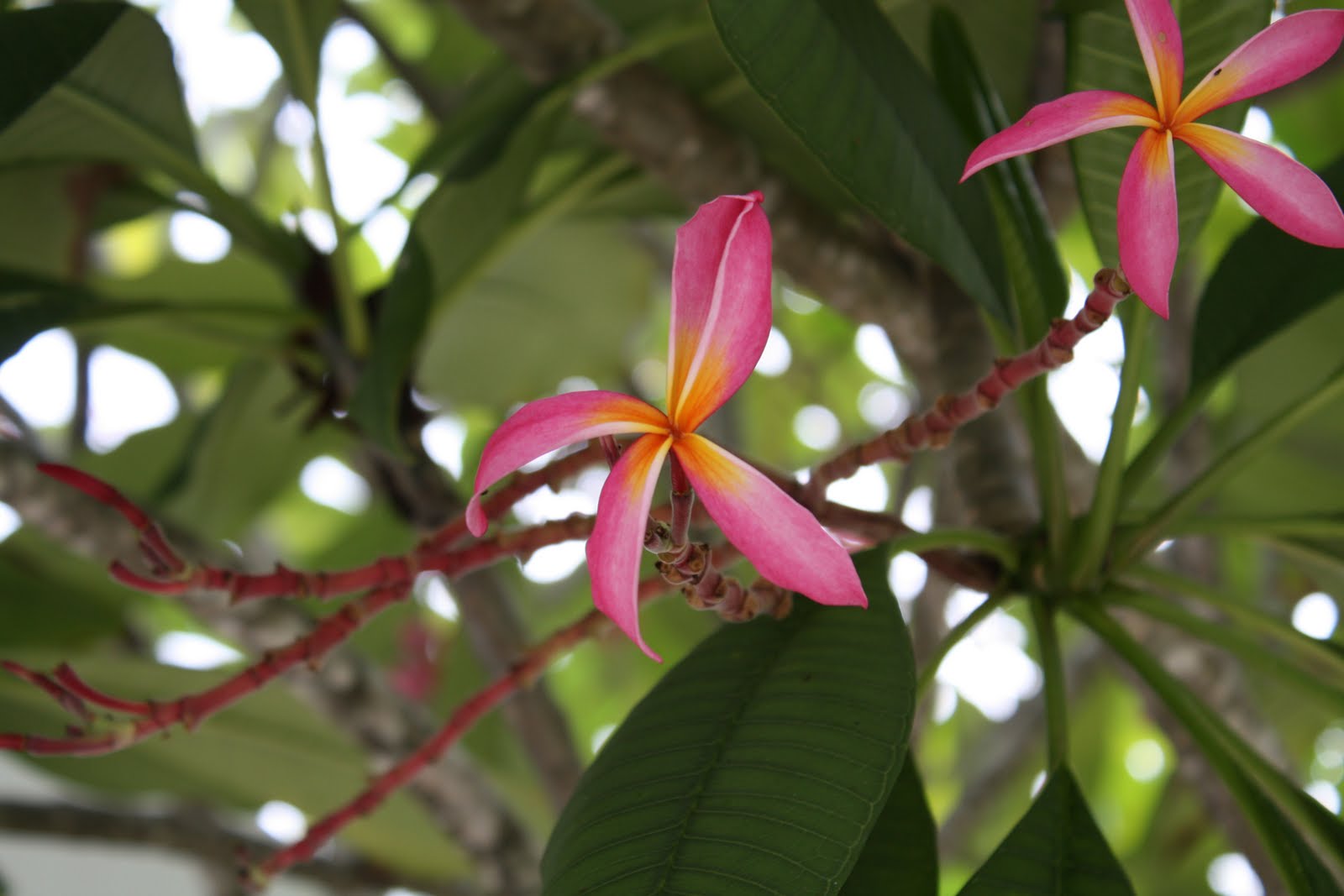The Davis Family: The Beautiful Flowers of Guam