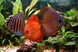 peces discos: peces discos