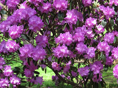 Brueckner Rhododendron Gardens: Rhododendrons, Azaleas Starting to ...