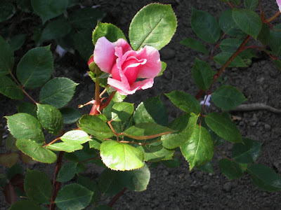Brueckner Rhododendron Gardens: More Roses : Brother Cadfael, Scepter'd ...