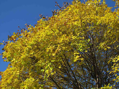 Snapshot Travel Blog: Maple, Oak Leaves, Swans Lake Ontario - Playing ...