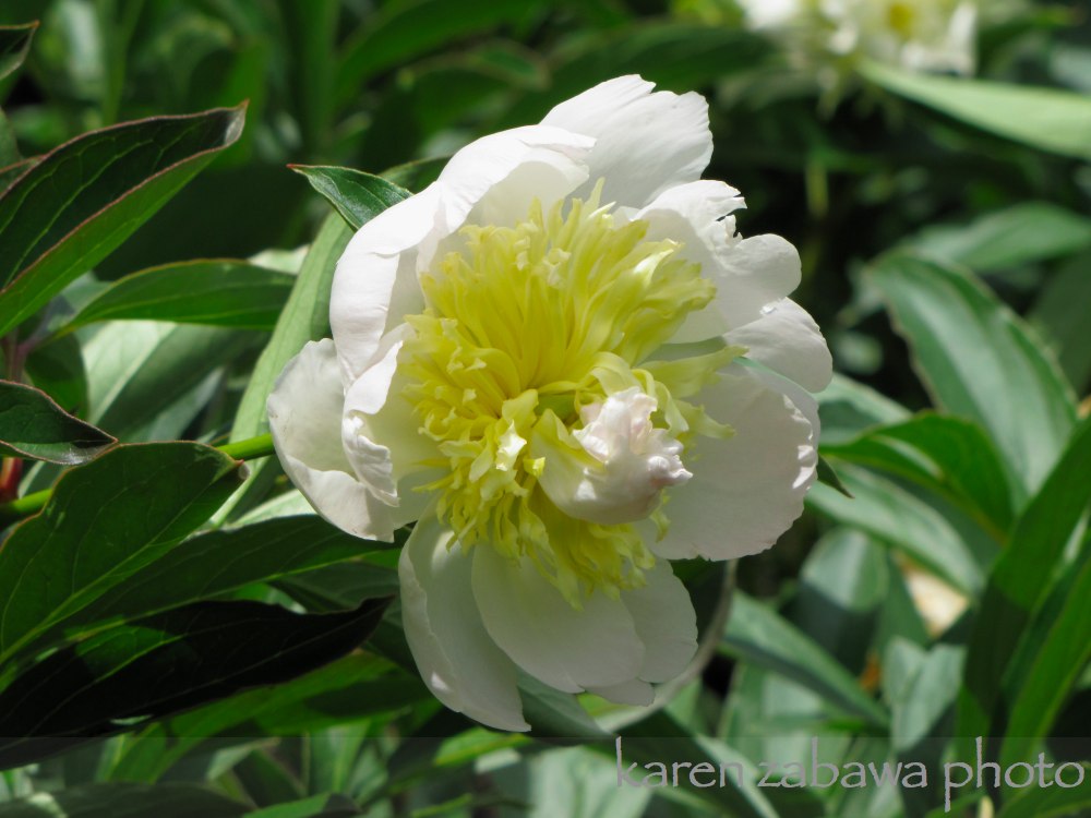 Brueckner Rhododendron Gardens: Peony Garden ~ White Tree Peonies, Top ...