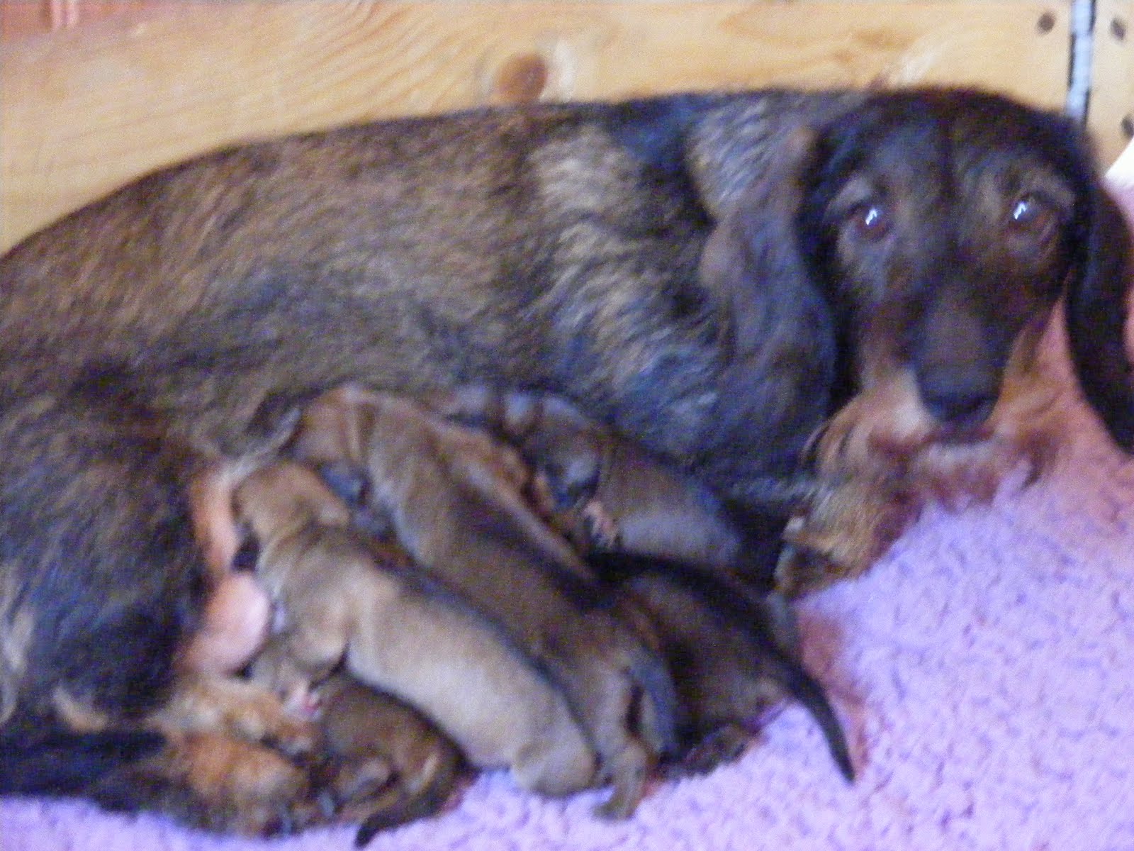 Frejakalgen: Taxvalpar