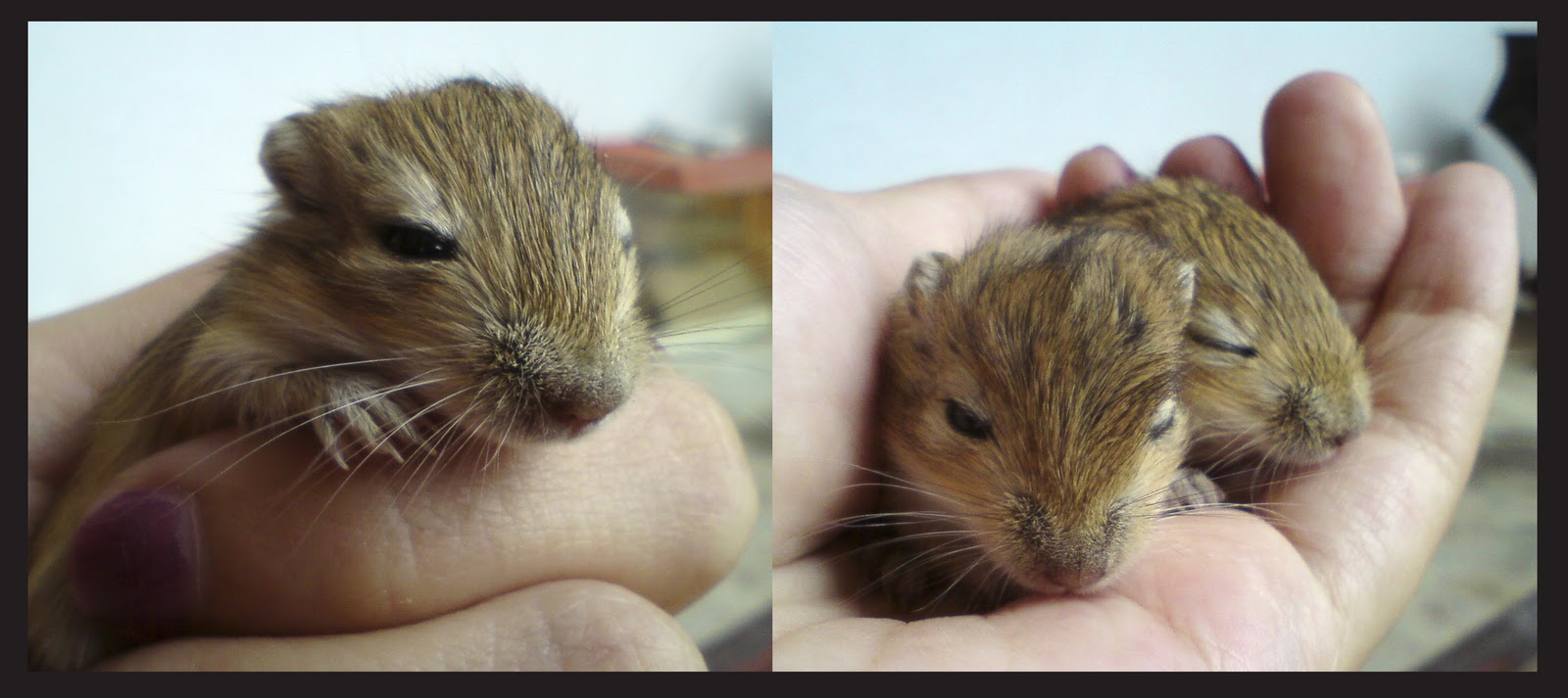 The Gerbil Shop: Gerbils for sale