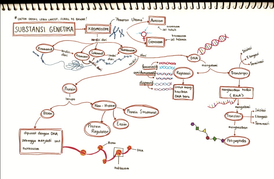Biology on Demand: Genetika
