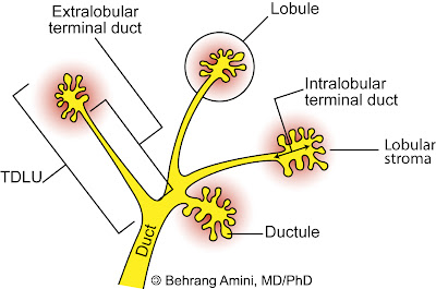 Roentgen Ray Reader: The Terminal Ductal Lobular Unit