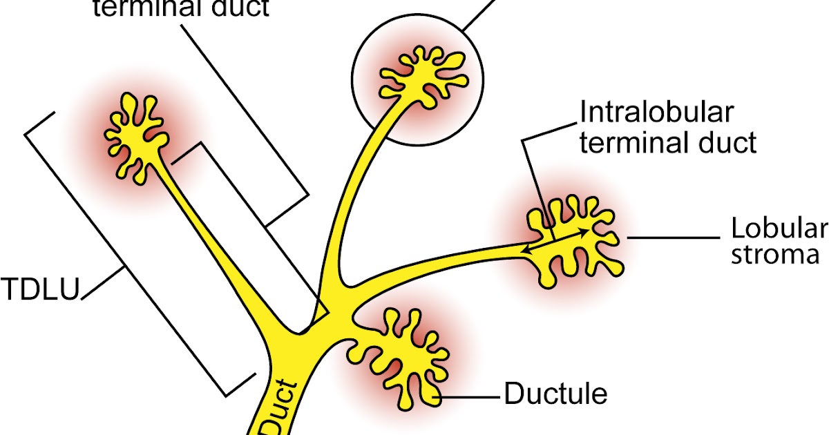 Interlobular Duct Breast