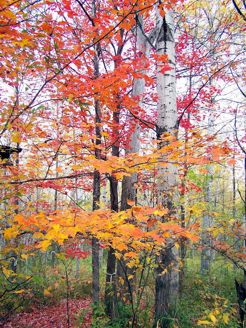 Restful Trails Food Forest Garden: Pods, Berries, Paths and Autumn Leaves