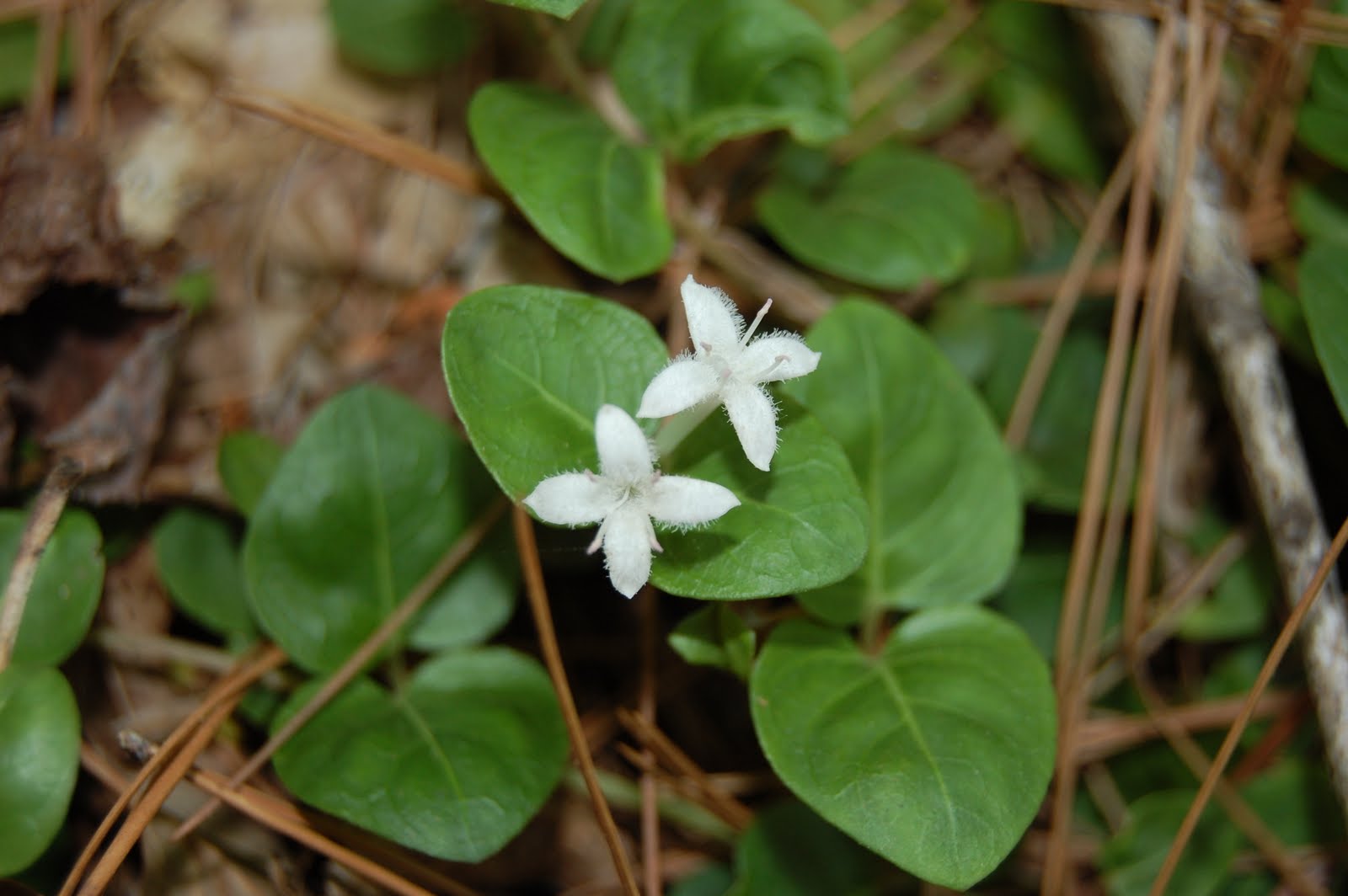 Brenda's "Texas Wild" Garden: Virginia Buttonweed