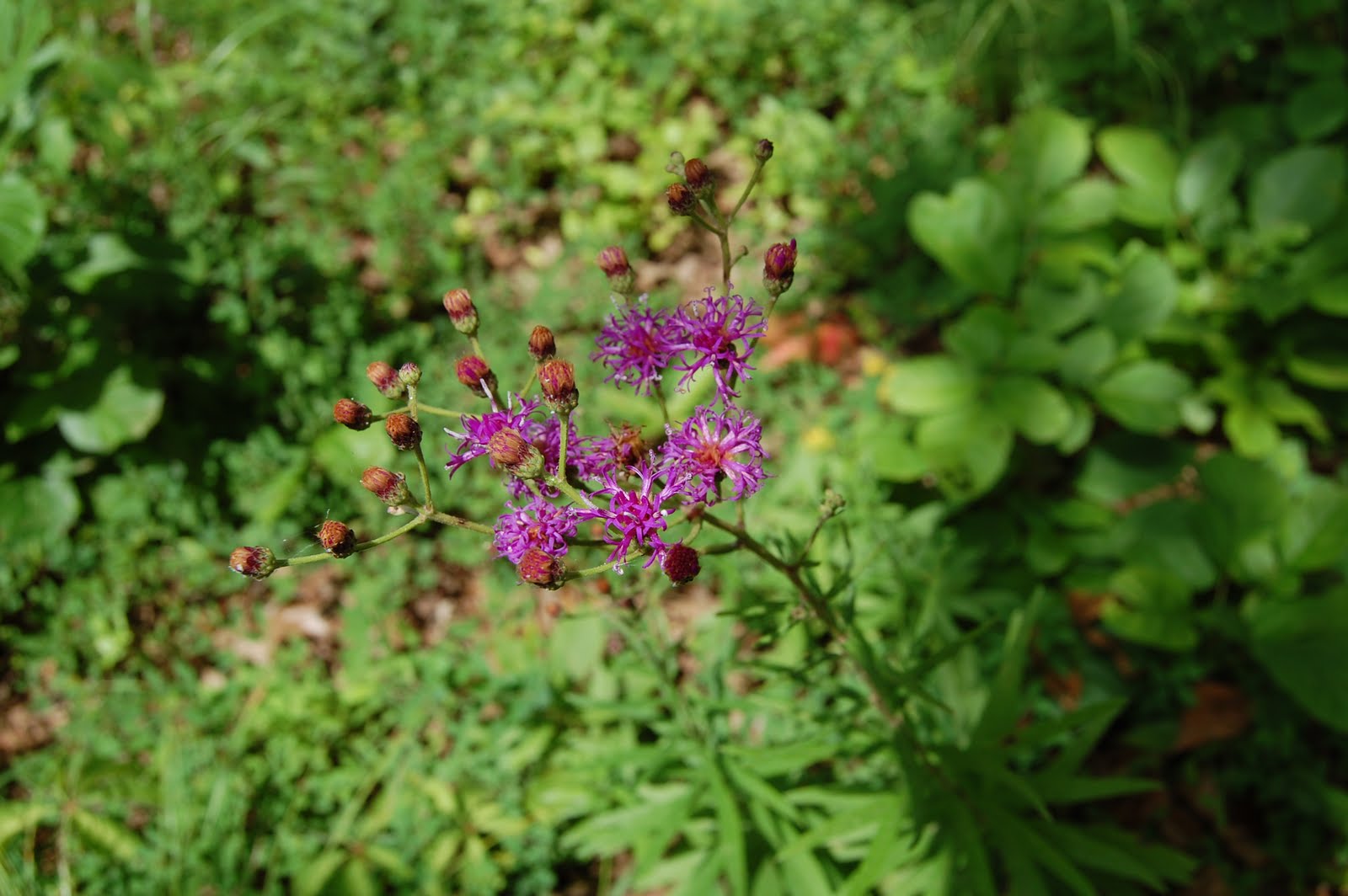 Brenda's "Texas Wild" Garden: Wolly Ironweed