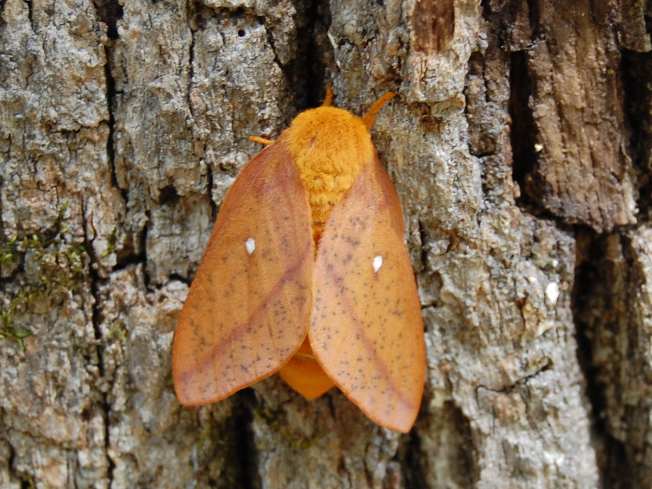 Brenda's "Texas Wild" Garden: Oakworm Moth