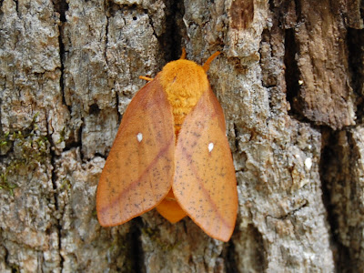 Brenda's "Texas Wild" Garden: Oakworm Moth