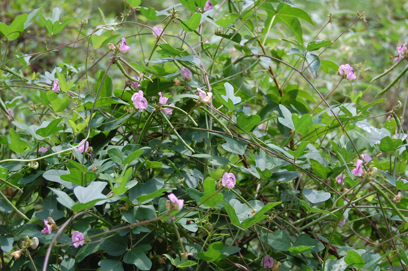 Brenda's "Texas Wild" Garden: Wild Bean