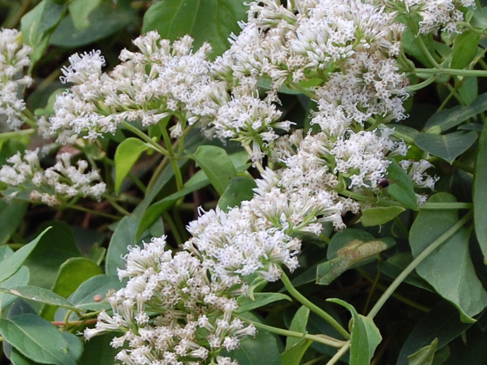 WILD FLOWERING VINES IN TEXAS, IN VINES WILD TEXAS FLOWERING ...