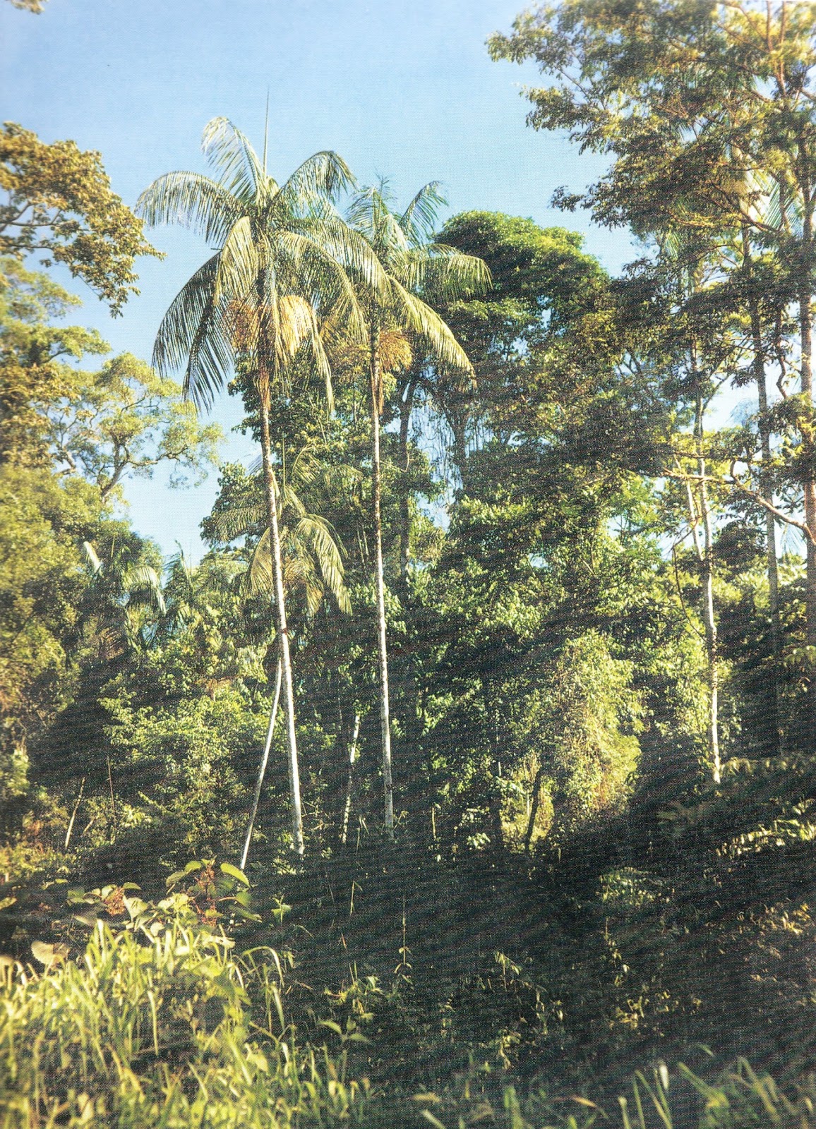 Flora y fauna de Misiones.: Flora, cuarta parte.
