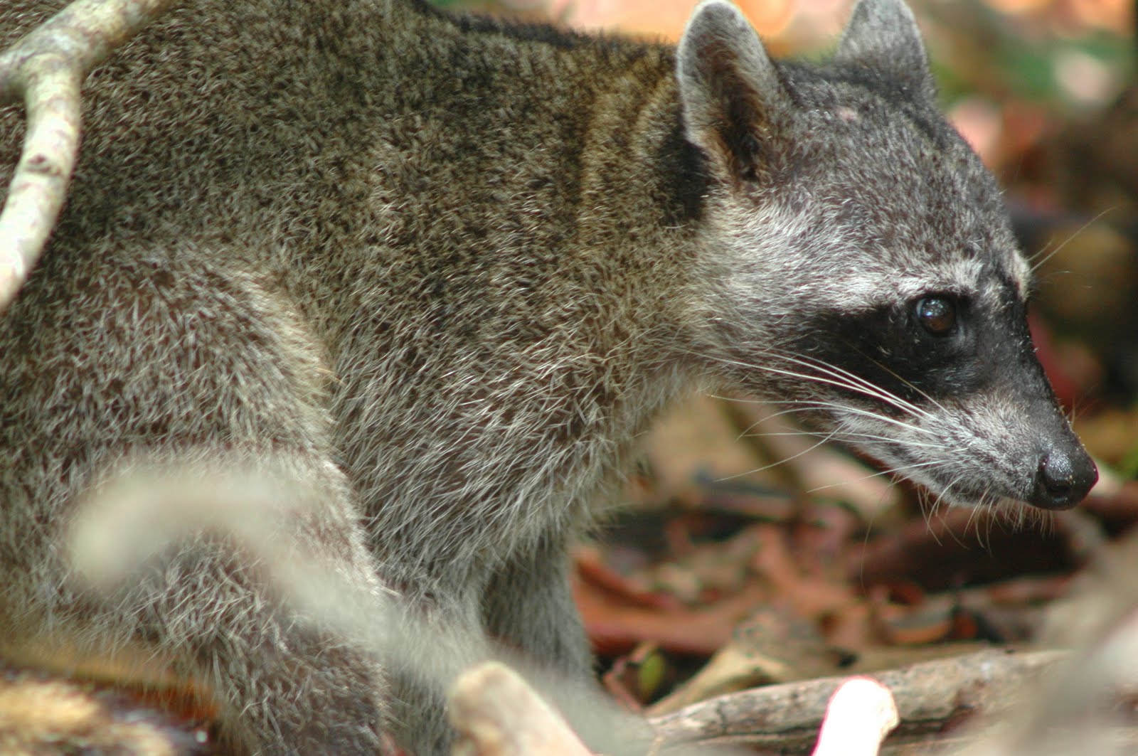 Wildlife & Nature Photography