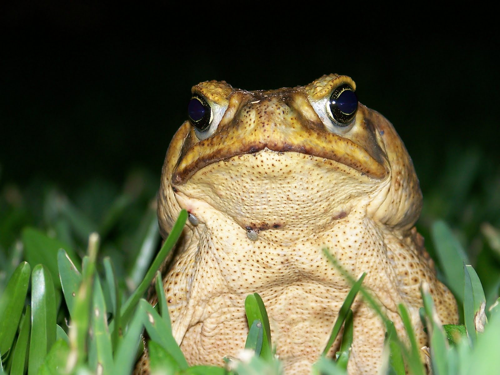 Wildlife & Nature Photography