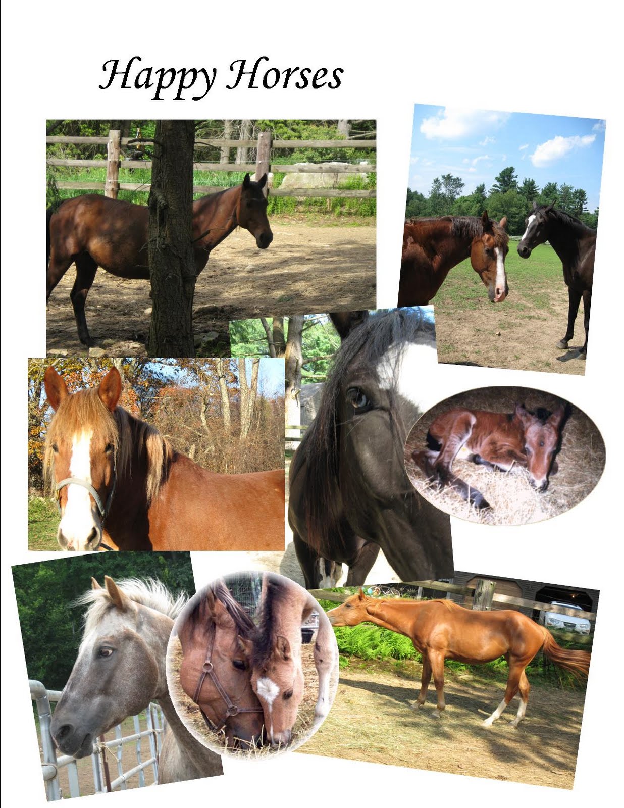 A Novel Friend: Blogathon Collage: Allll for happy horses!