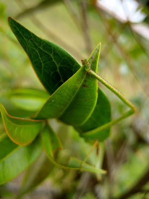 BIOVISOR: Reaparecer!