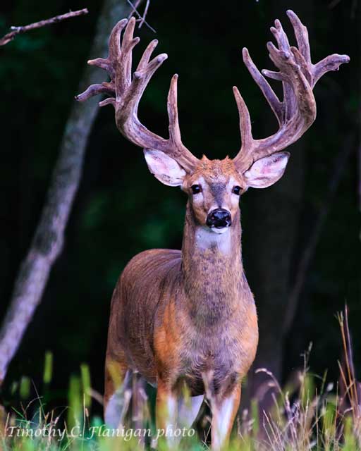 Tim Flanigan - Nature Exposure