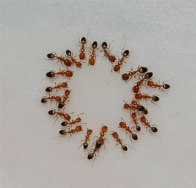 Dumaguete Philippines: Ants