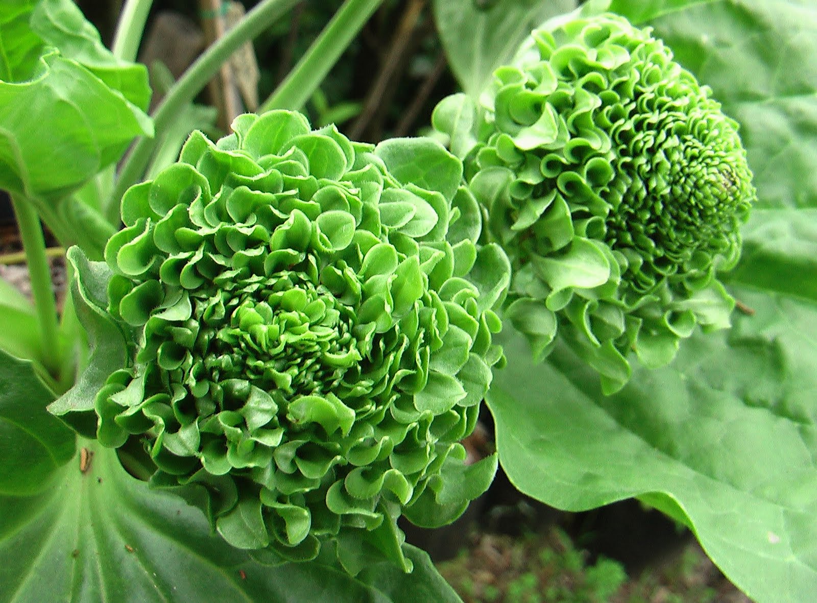 The Time Travelling Gardener: The Medieval Rose Plantain