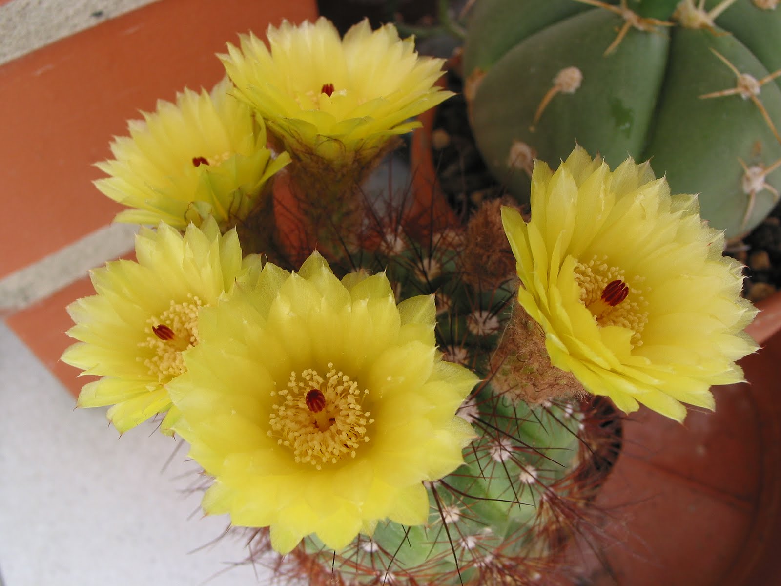 Alphecca: Ancora altre immagini di piante grasse fiorite della ...