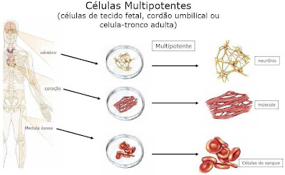 Biossíntese: Afinal, o que são células-tronco?
