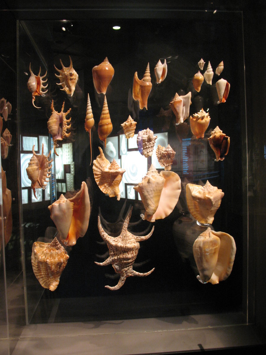 Tales of Mrs. Z.: What is a Malacology?