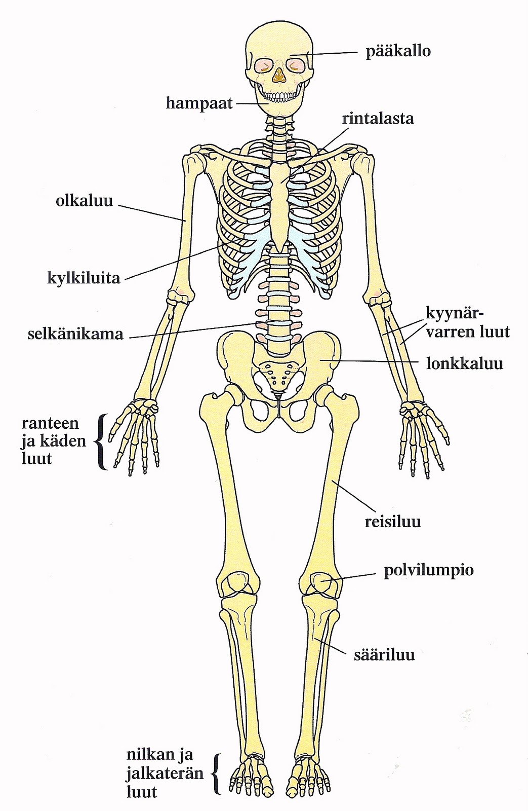 Ysin urakat: URAKAT: