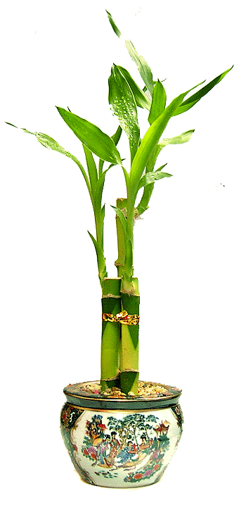 Gift Plants and Plant Ideas: Lucky Bamboo as an Indoor Plant